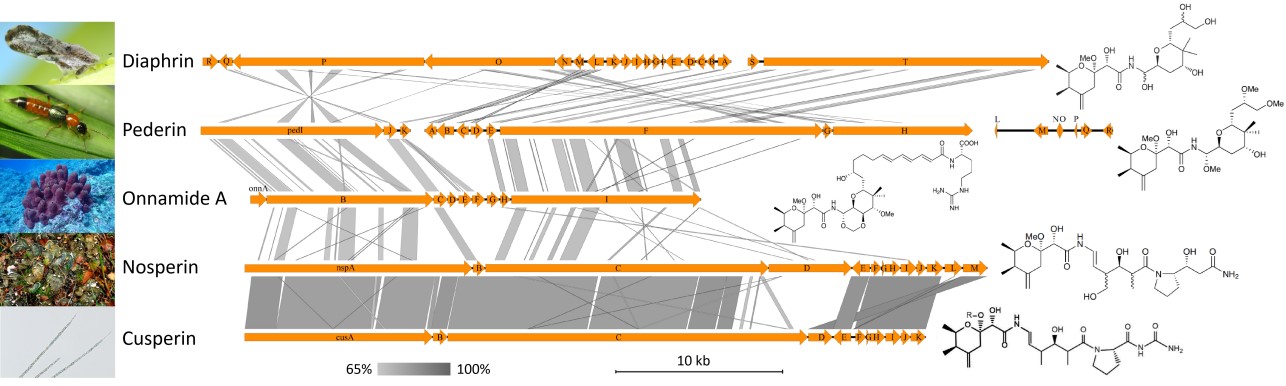 上海师范大学团队揭示梭毒隐翅虫、产毒共生菌和肠道菌群的互作模式
