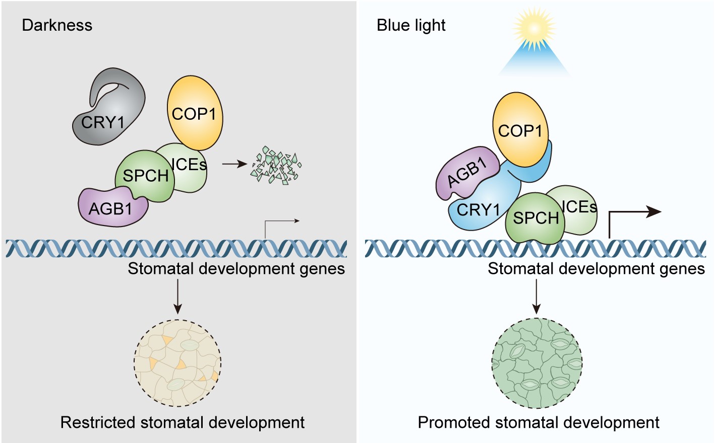 上海师范大学杨洪全团队揭示植物蓝光受体隐花素CRY与SPCHLESS相互作用促进气孔发育的分子机制